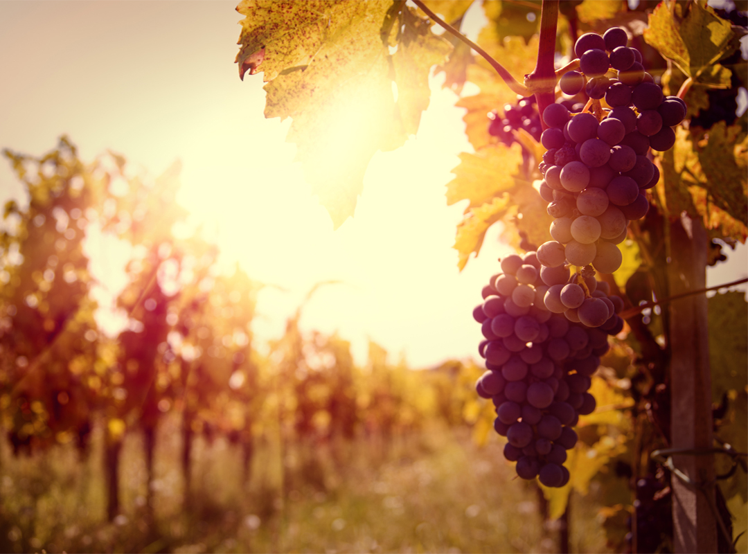 Fermentation Materials & Oenology | AromintLux